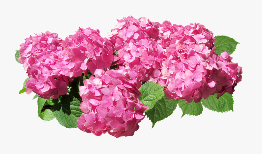 Hydrangea Flowers Pink - Pink Hydrangea Transparent Background , Free ...
