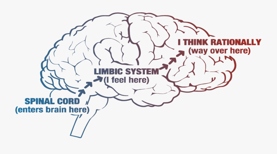 Limbic System Amygdala Hijack , Free Transparent Clipart - ClipartKey