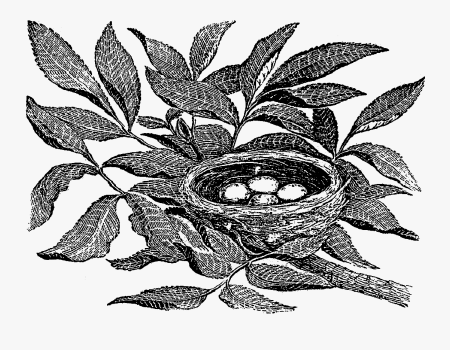 Doodle Picture Of Nest And Tree , Free Transparent Clipart - ClipartKey