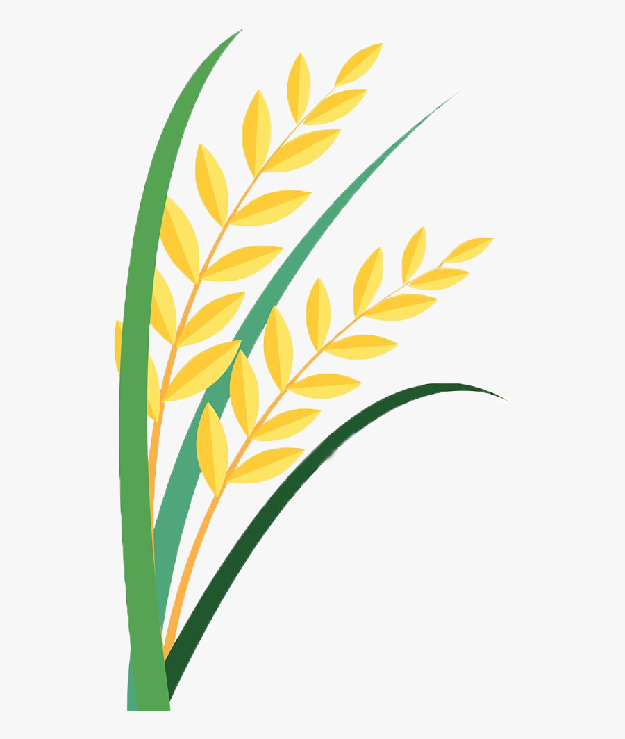 Grain Clipart Paddy - Paddy Clipart , Free Transparent Clipart - ClipartKey