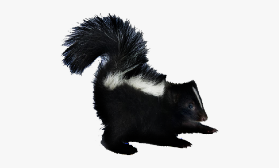Skunk Png Transparent Images - Striped Skunk , Free Transparent Clipart ...