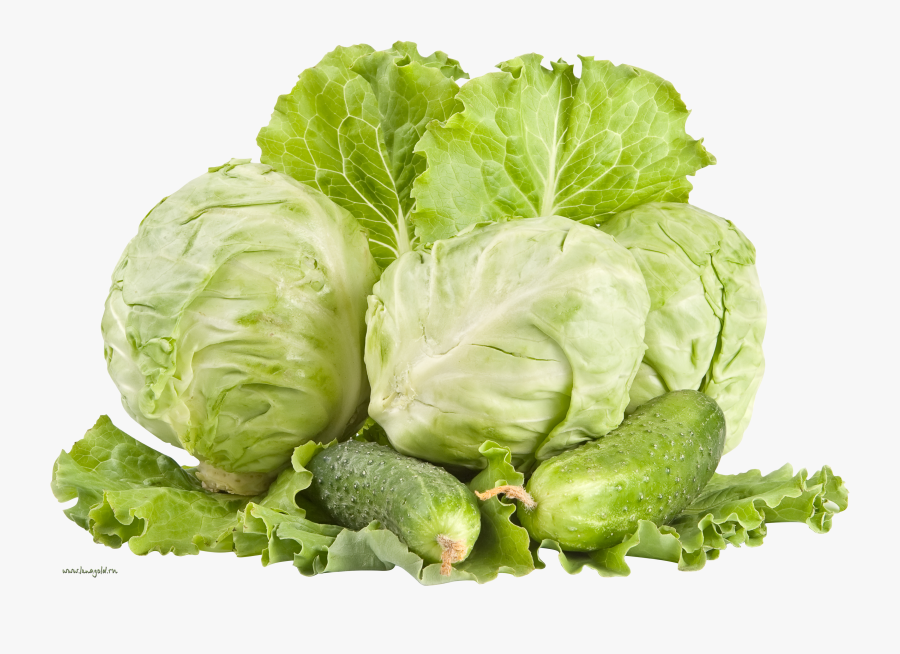 Now You Can Download Cabbage Icon Clipart - Kubis Png , Free ...