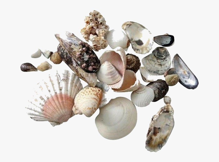 Transparent Sea Shells On A Beach Clipart - Aesthetic Beach Shells Png ...