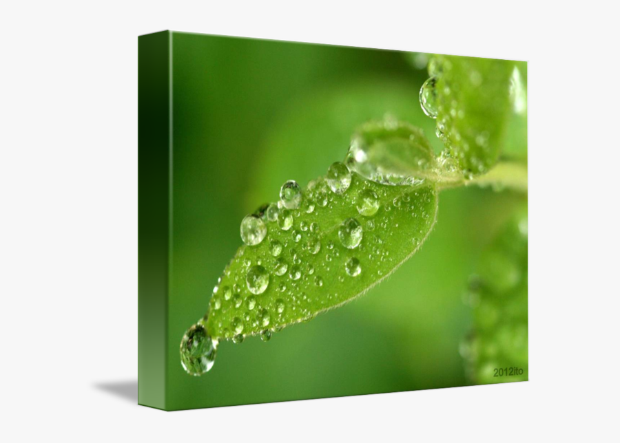 Clip Art Dew On Leaves - Dew , Free Transparent Clipart - ClipartKey