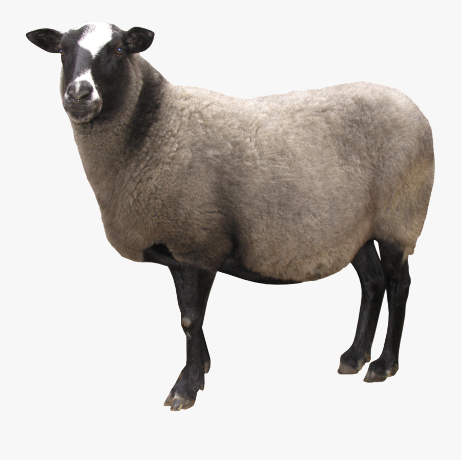 Transparent Background Sheep Png , Free Transparent Clipart - ClipartKey