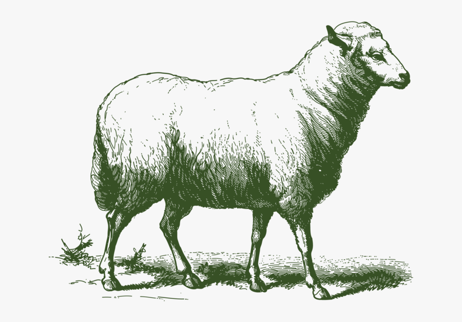 Hd Grass Fed Lamb - Eid Ul Adha Png , Free Transparent Clipart - ClipartKey
