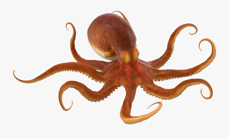 Clip Art Png Transparent Images Pngio - Octopus Png , Free Transparent ...