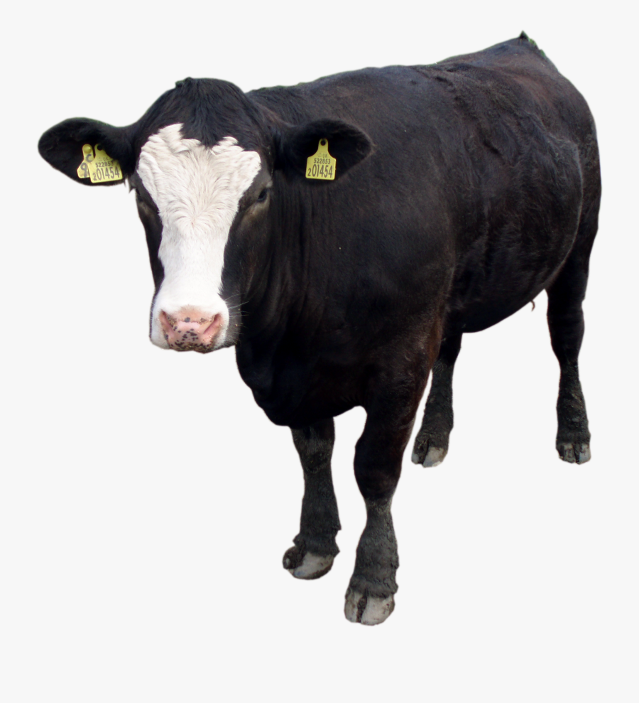 Beef Cattle Transparent Background , Free Transparent Clipart - ClipartKey