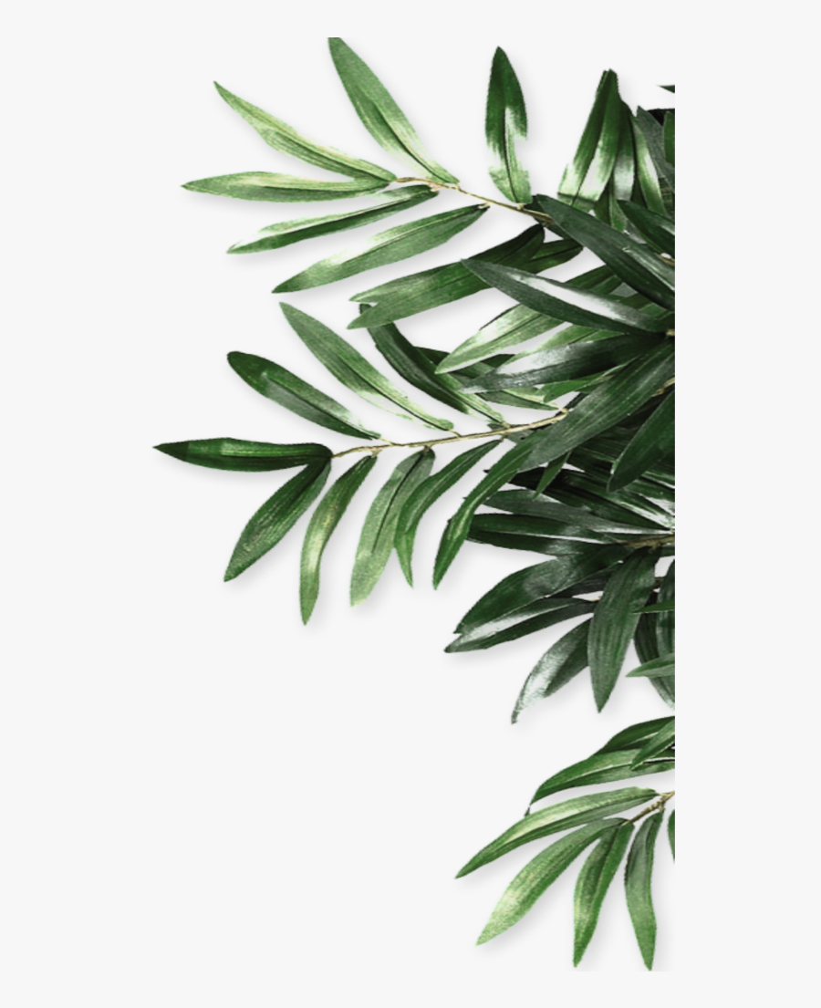 #mq #green #leaf #leaves #border #borders - Green Leaves Border , Free ... #mq #green #leaf #leaves #border #borders - Green Leaves Border , Free ...