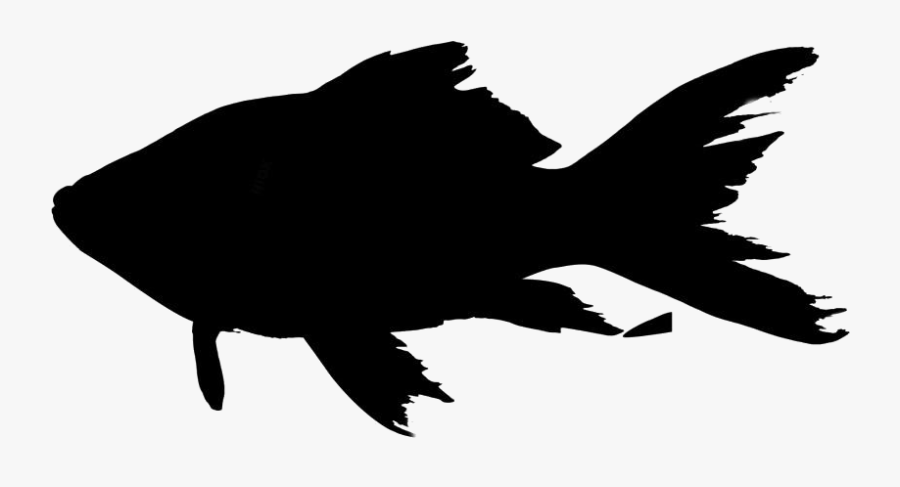 Transparent Barb Fish Clipart - Transparent Background Fish Red , Free ...