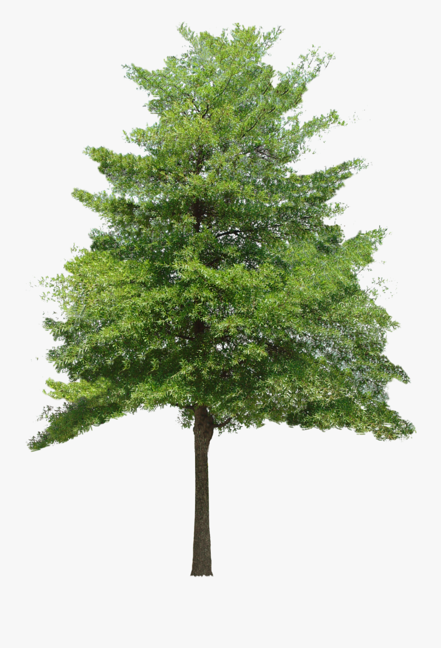 Tree Texture Mapping Alpha Compositing Desktop Wallpaper - Tree Without ...