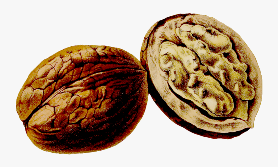 Clipart Royalty Free Download Walnut Drawing - Walnut Watercolor Png ...