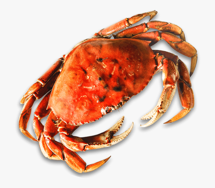 Transparent Red Crab Png - Dungeness Crab , Free Transparent Clipart ...