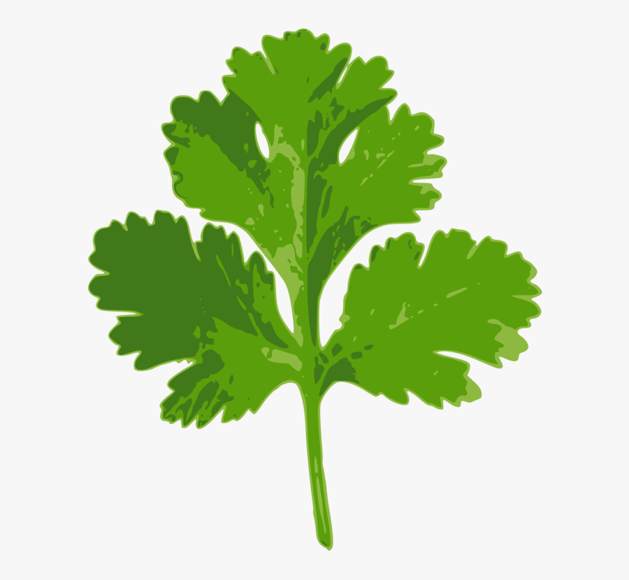 Plant,leaf,food - Dhaniya Ke Fayde In Urdu , Free Transparent Clipart ...