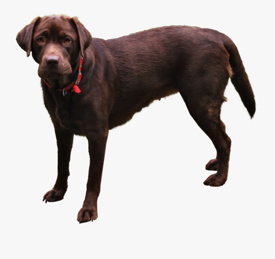 Dog Image Transparent Png - Dog Png For Photoshop , Free Transparent ...