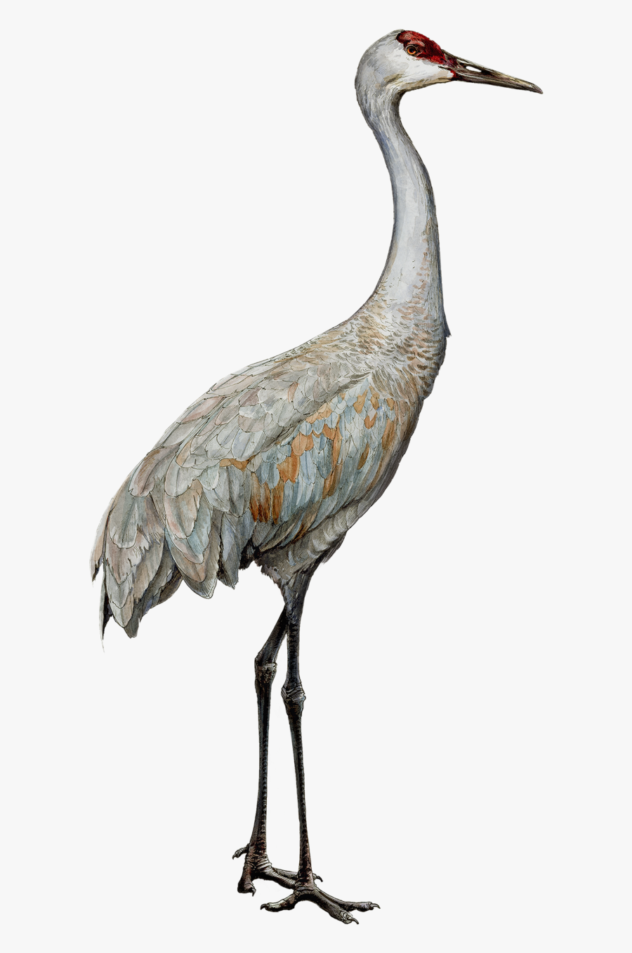 Crane Clipart Sandhill Crane - Sandhill Crane , Free Transparent ...