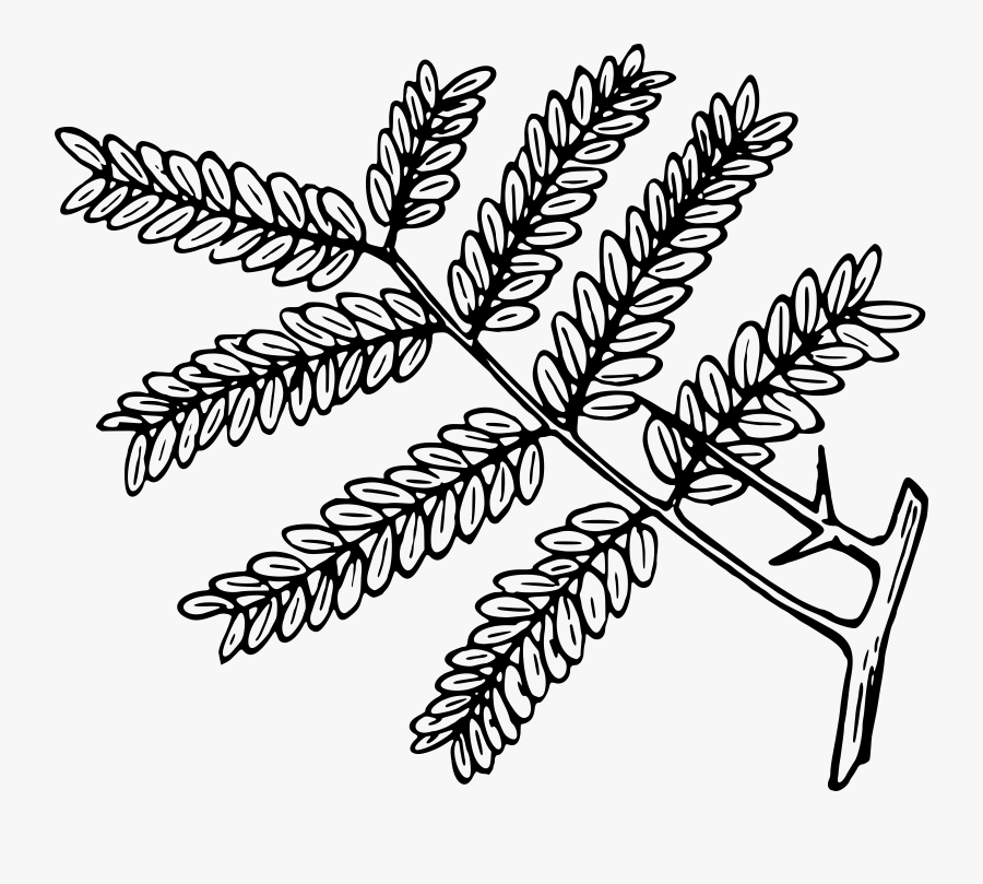 Honey Locust Clip Arts - Black Locust Tree Leaf Outline , Free ...