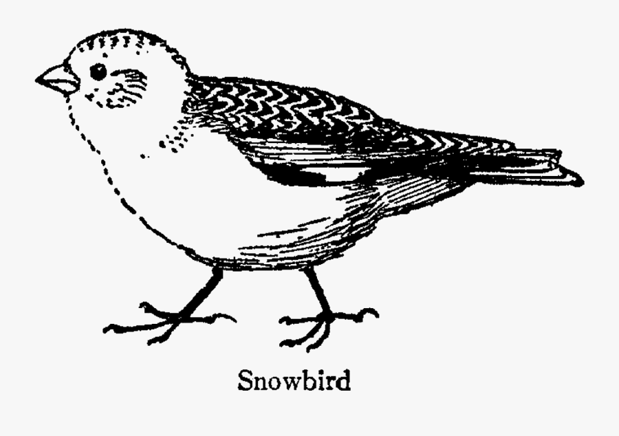Bird Snowbird Illustration Animal Drawing Line Art - Finch , Free ...