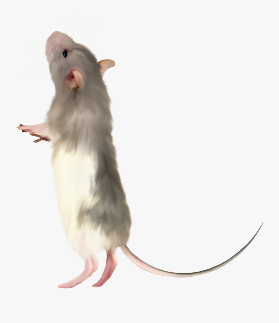 Transparent Background Rats Png , Free Transparent Clipart - ClipartKey