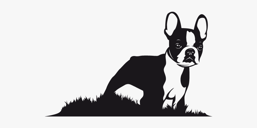 Terrier Drawing French Bulldog Transparent & Png Clipart - Boston ...