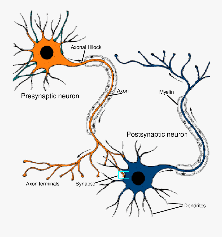 Transparent Connected Png - Hd Images Of Neuron , Free Transparent ...