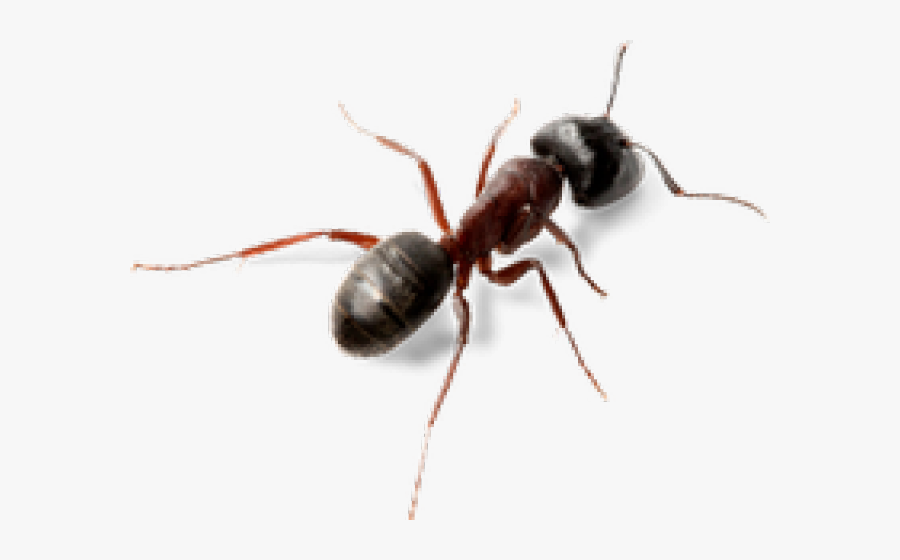 Transparent Background Png Image Of Ant , Free Transparent Clipart ...