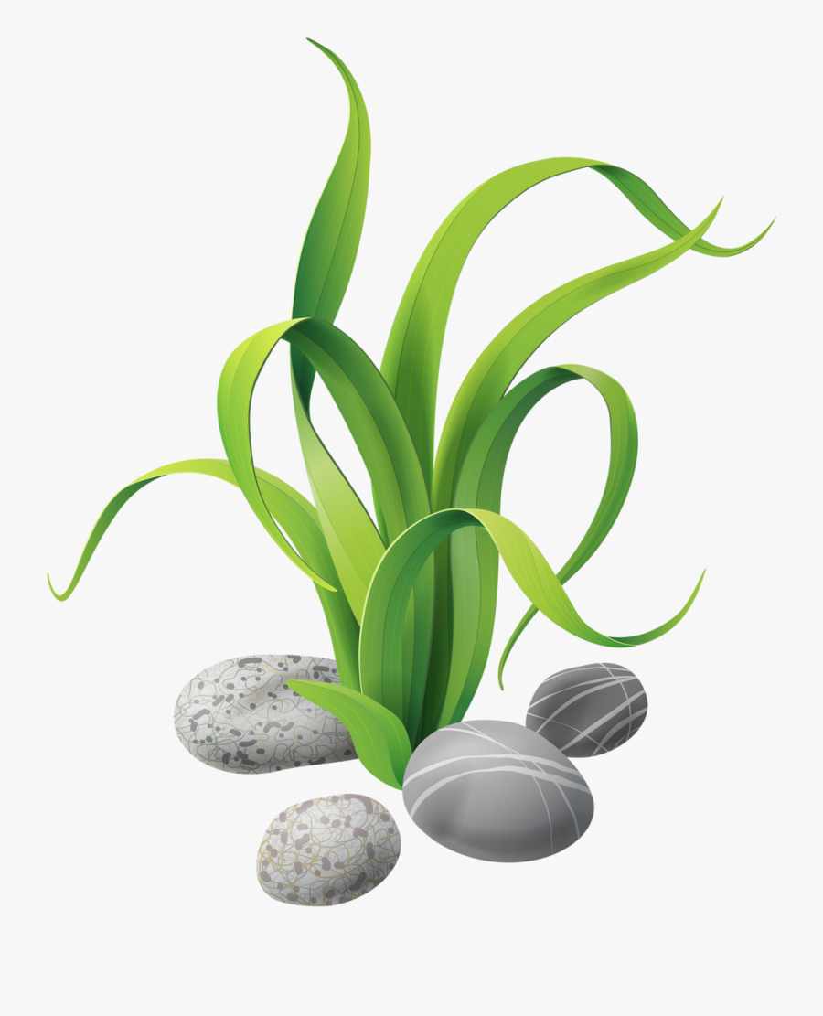 Algas Marinas Animadas Png Png Download Cartoon Seaweed - Aquatic ...