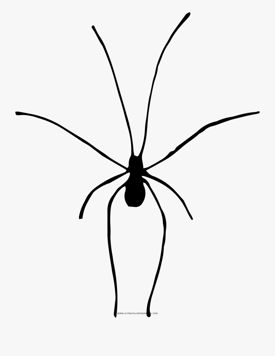Leg Clipart Daddy Long Leg - Daddy Long Legs Icon , Free Transparent ...