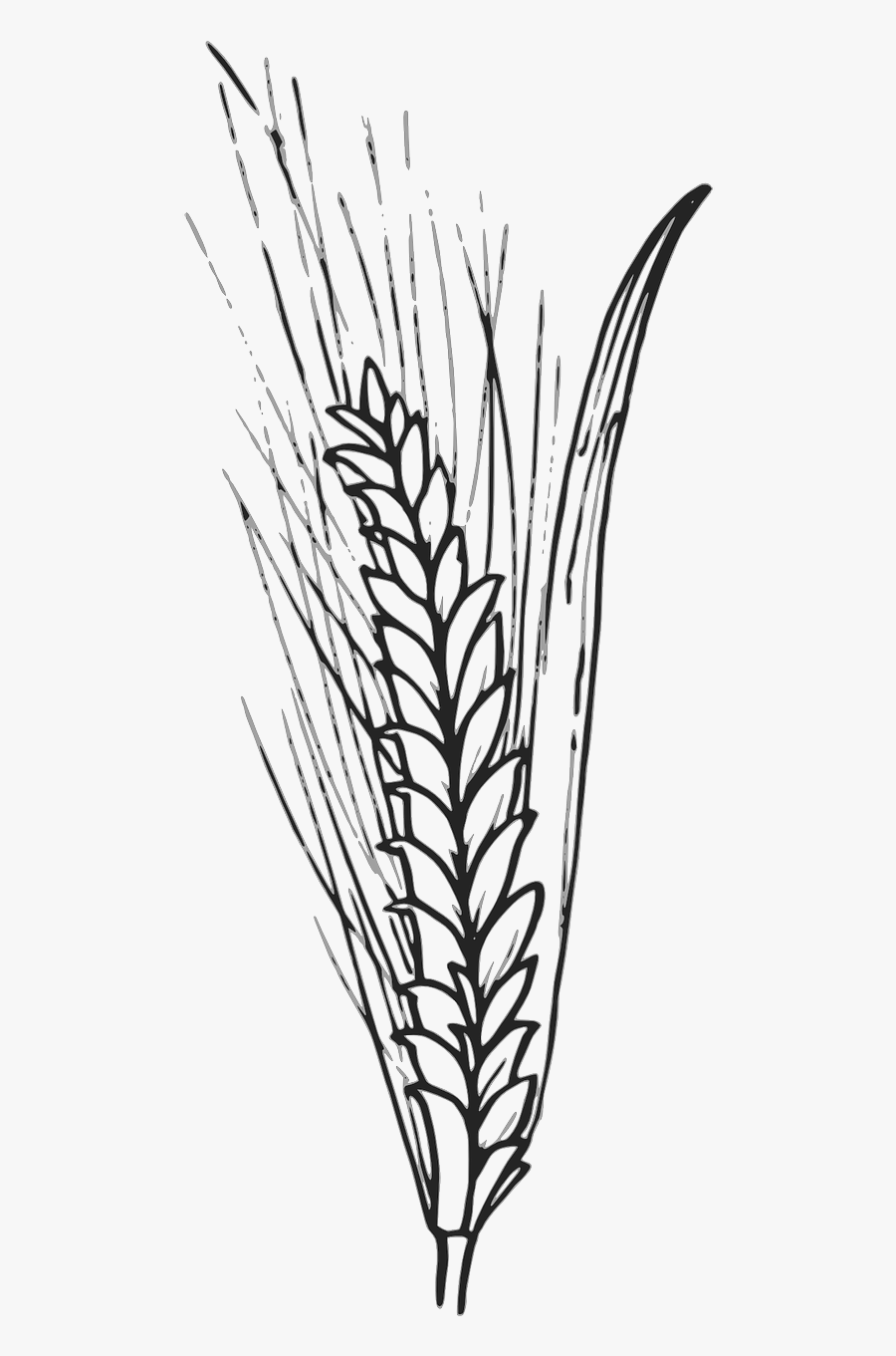 Cereals Grain Corn Wheat Barley Png Image - Wheat Outlines , Free ...