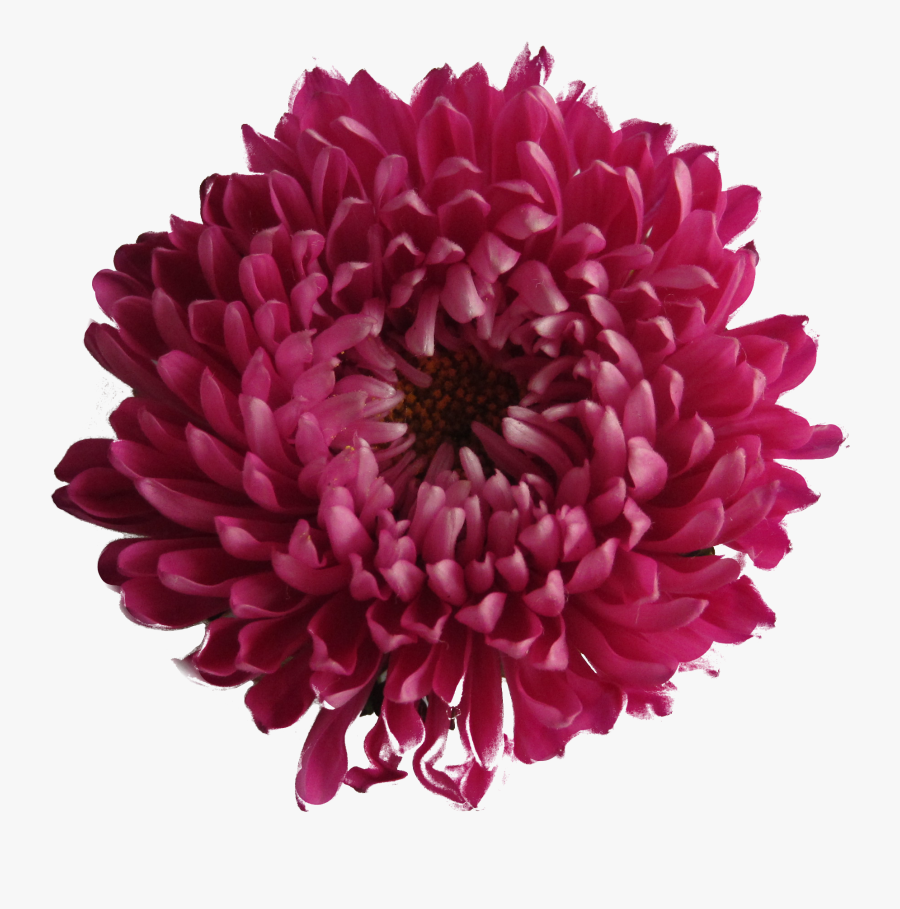Chrysanthemum Transparent Background - Maroon Flowers Transparent ...