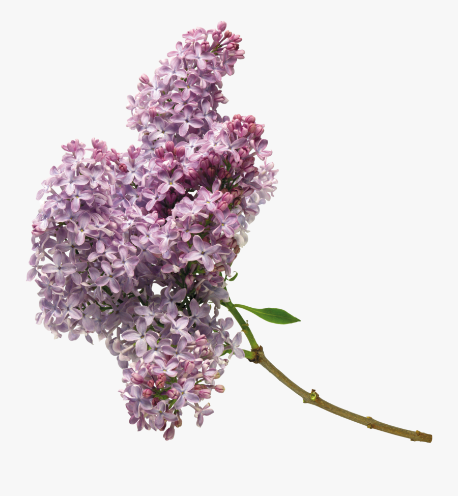 Lilac Flower Purple Clip Art - Lilac , Free Transparent Clipart ...