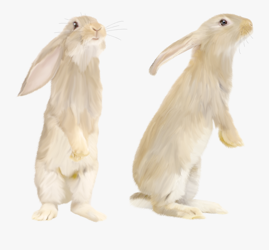 Transparent White Rabbit Png , Free Transparent Clipart - ClipartKey