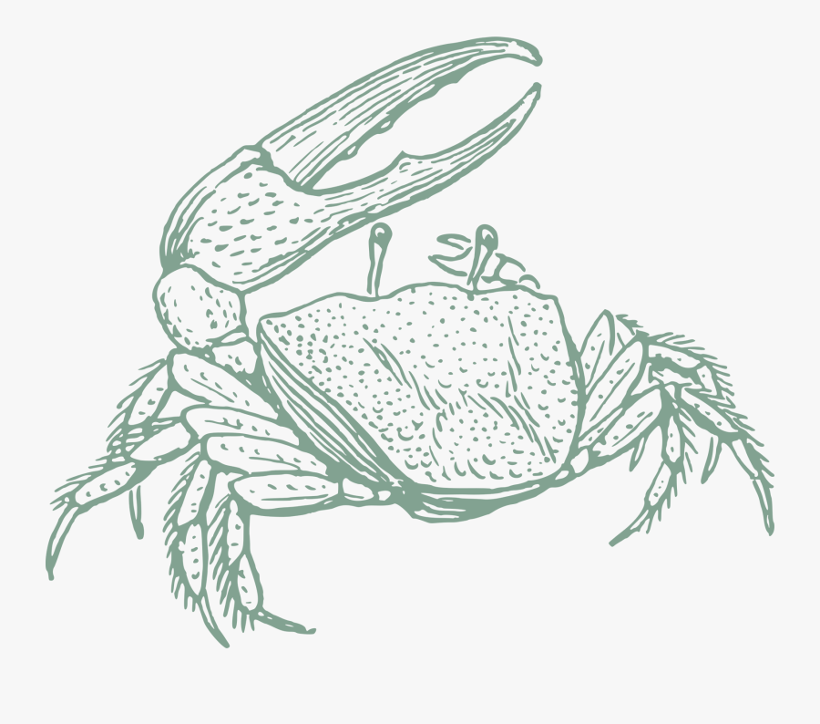 Fiddler Crab Drawing Clipart , Png Download - Fiddler Crab Clipart ...