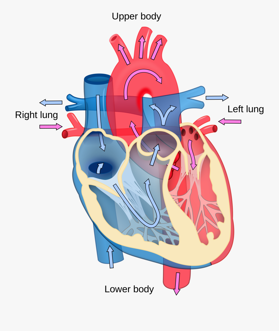 Tes Teach Clip Art Transparent Download - Blood Flow In Heart Png ...
