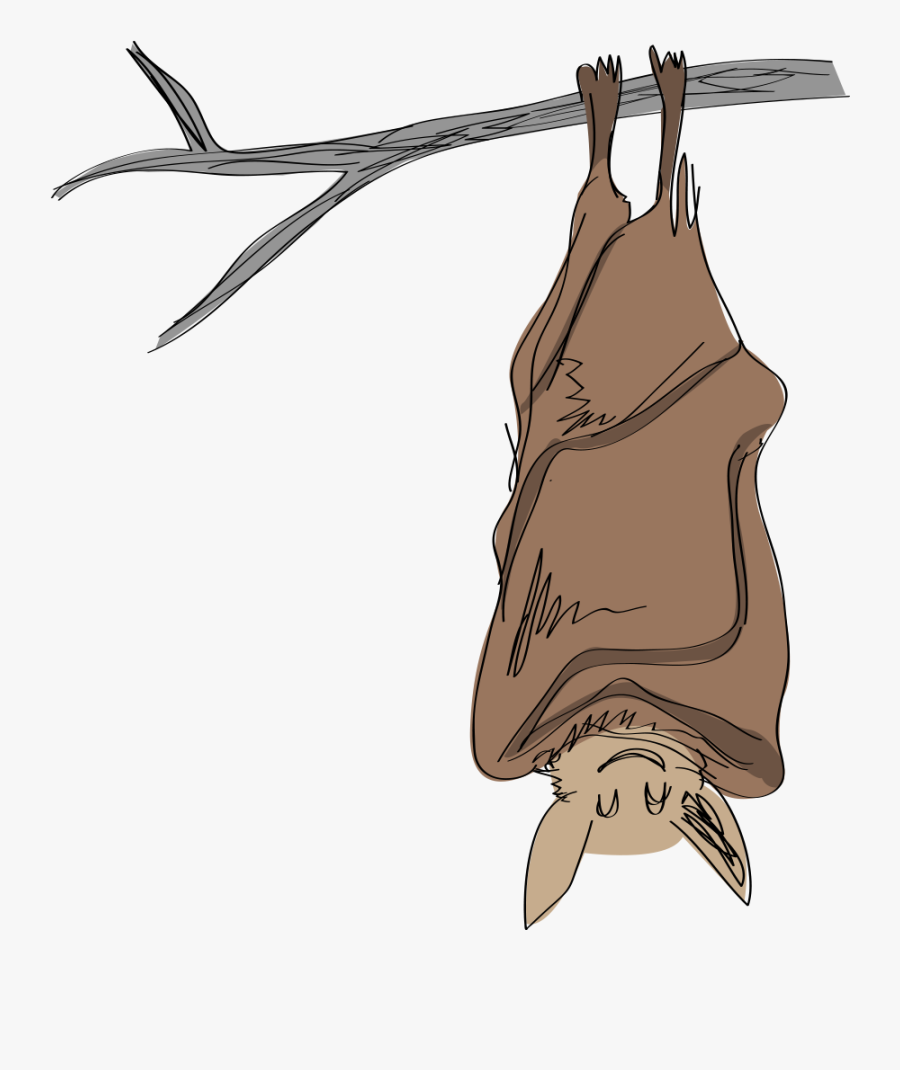 Bats Hibernating Clipart