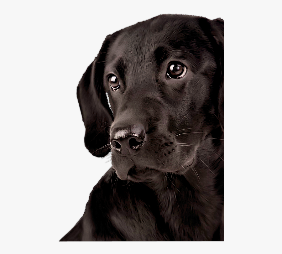 Labrador Transparent Png - Png Labrador , Free Transparent Clipart ...