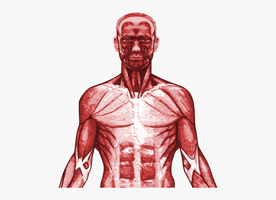 Skeleton Clipart Musculoskeletal System - Human Muscular System ...
