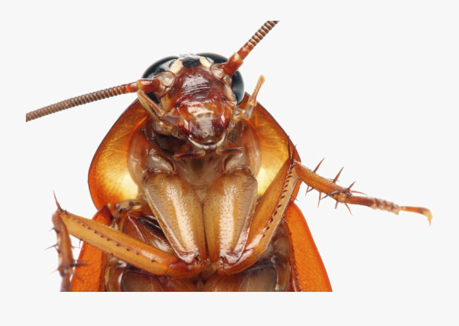 Cockroach Png Transparent Images - Cockroach Head Close Up , Free ...