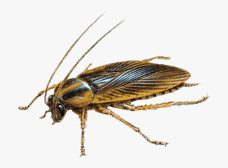 Large Cockroach Drawing - German Cockroach , Free Transparent Clipart ...