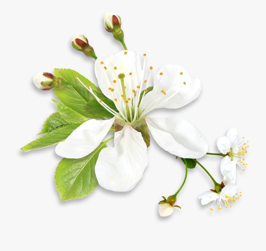 White Spring Tree Flower Png Clipart - White Spring Flowers Png , Free ...
