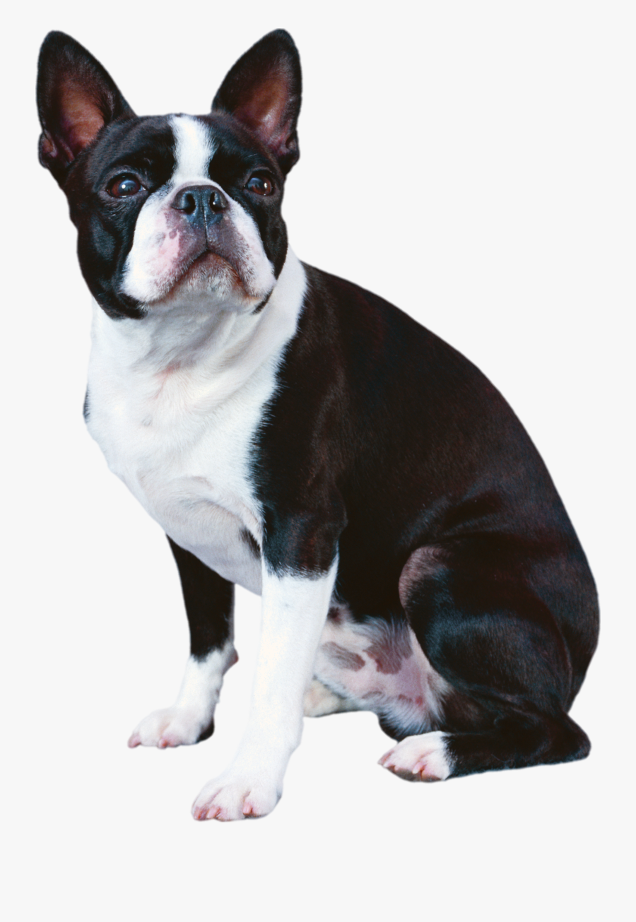 Clip Art Boxer French Bulldog - Boston Terrier Transparent Background ...