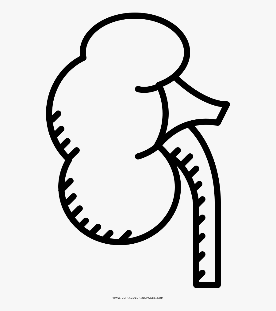 Kidney Coloring Page - Line Art , Free Transparent Clipart - ClipartKey