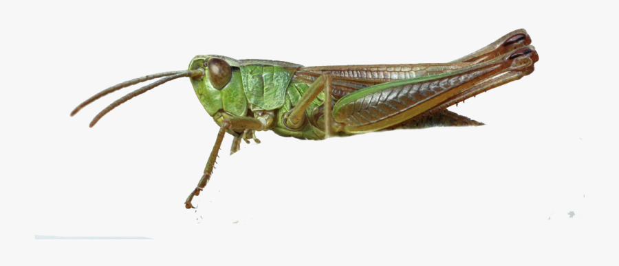 Clip Art Locust Picture - Locust , Free Transparent Clipart - ClipartKey