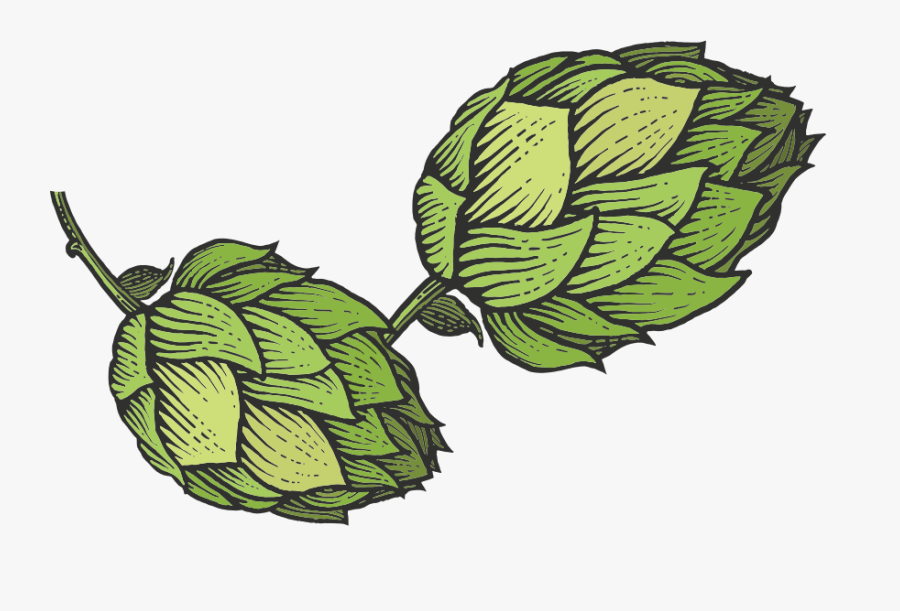 Hops Png , Free Transparent Clipart - ClipartKey