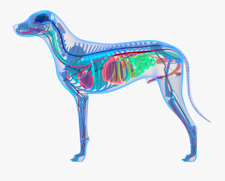 Male Dog Internal Anatomy , Free Transparent Clipart - ClipartKey