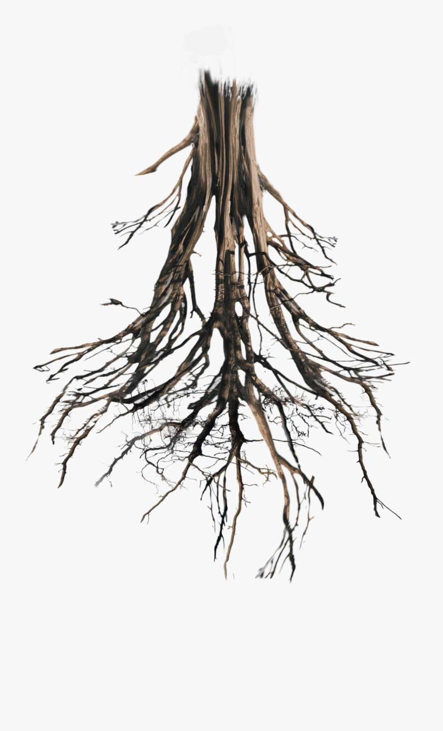 Roots Png , Free Transparent Clipart - ClipartKey