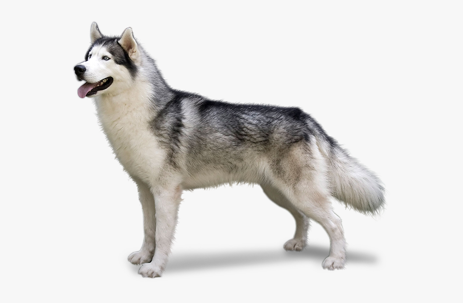 Siberian Husky Transparent Background , Free Transparent Clipart ...