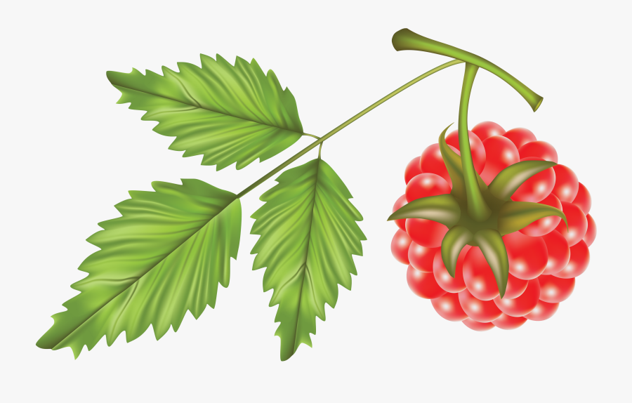 Raspberry Vector Png , Free Transparent Clipart - ClipartKey