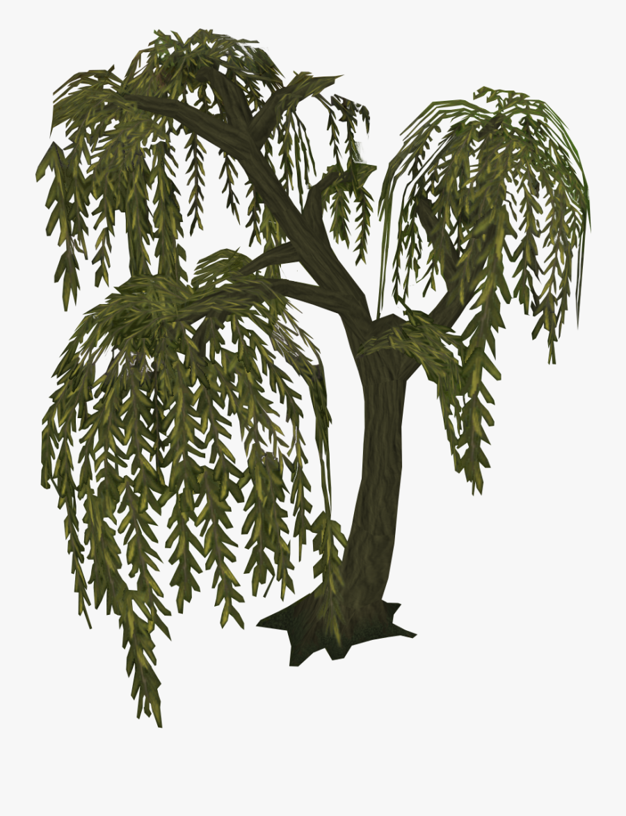 Clip Art Runescape Willow Tree - Willow Tree Ent , Free Transparent ...
