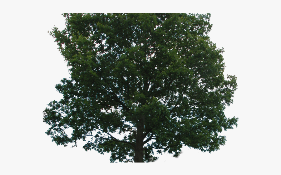 Tree No Background Png , Free Transparent Clipart - ClipartKey
